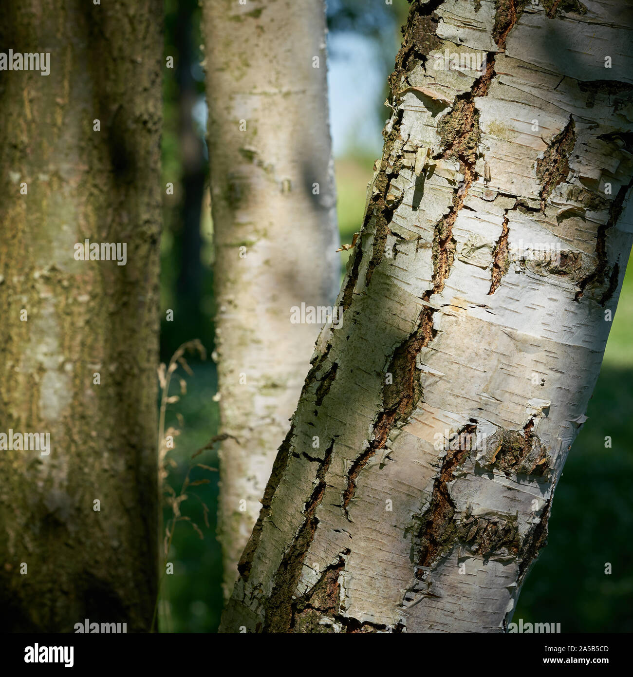 Tree trunk of a birch on a hiking trail through the forest Stock Photo ...