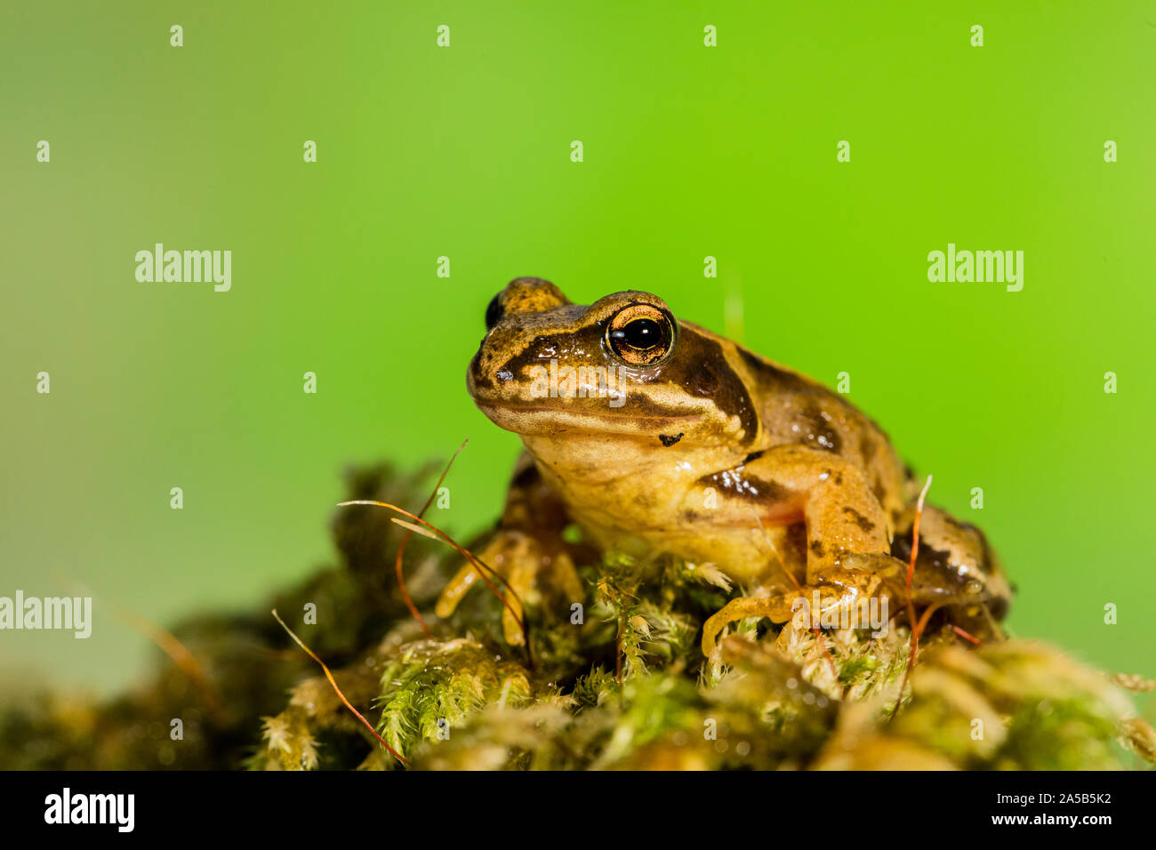 Common frog in autumn in mid Wales Stock Photo - Alamy