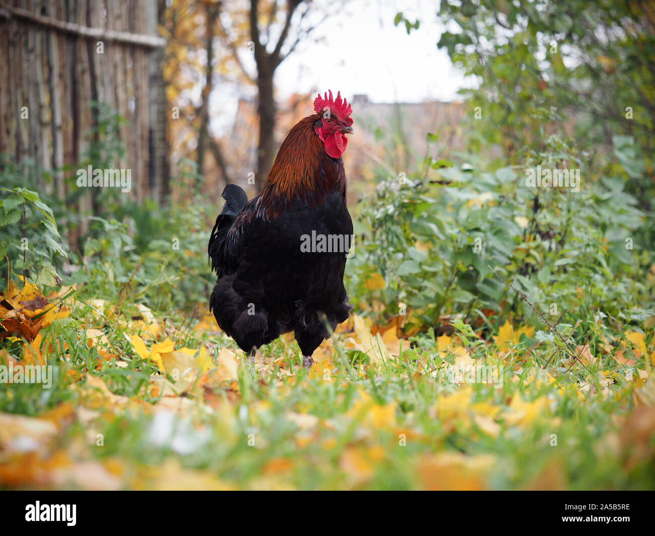 Maran rooster hi-res stock photography and images - Alamy