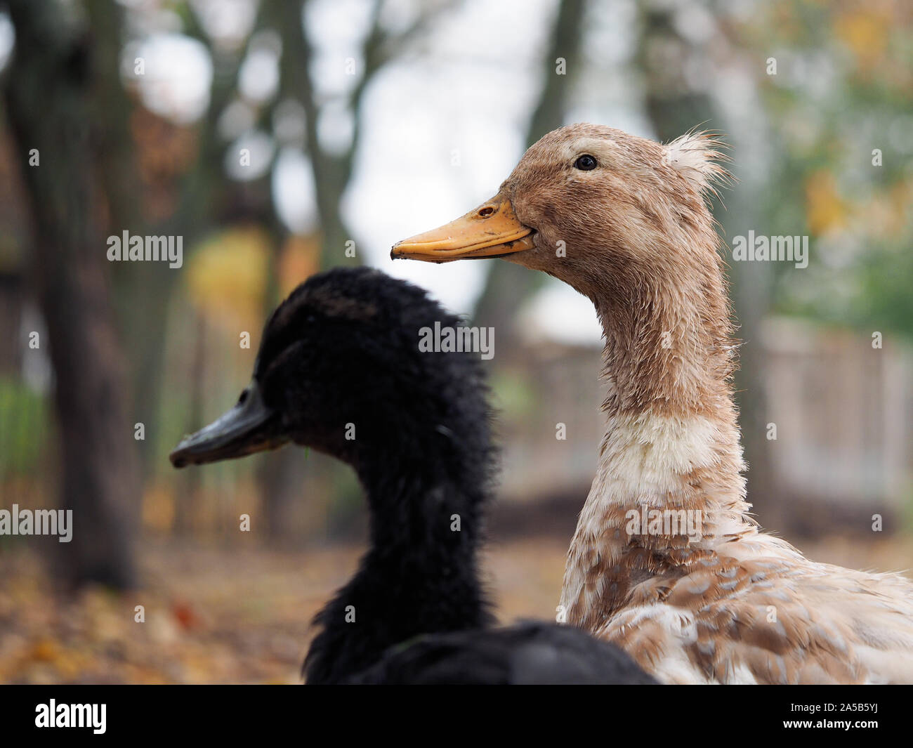 Crested duck breed hi-res stock photography and images - Alamy