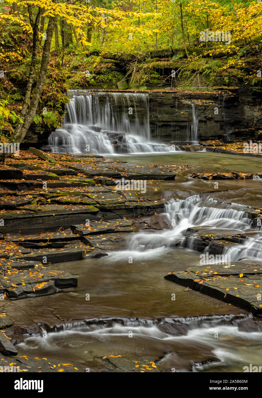 Dry colorful autumn leaves on white background Stock Photo - Alamy