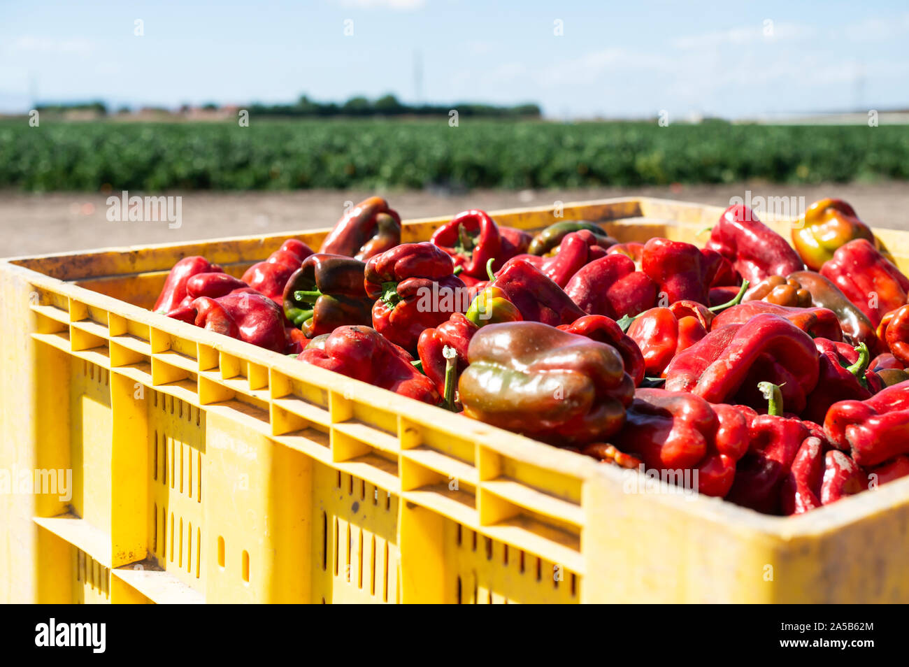 Mature big red peppers in crate ready for transport from the farm ...
