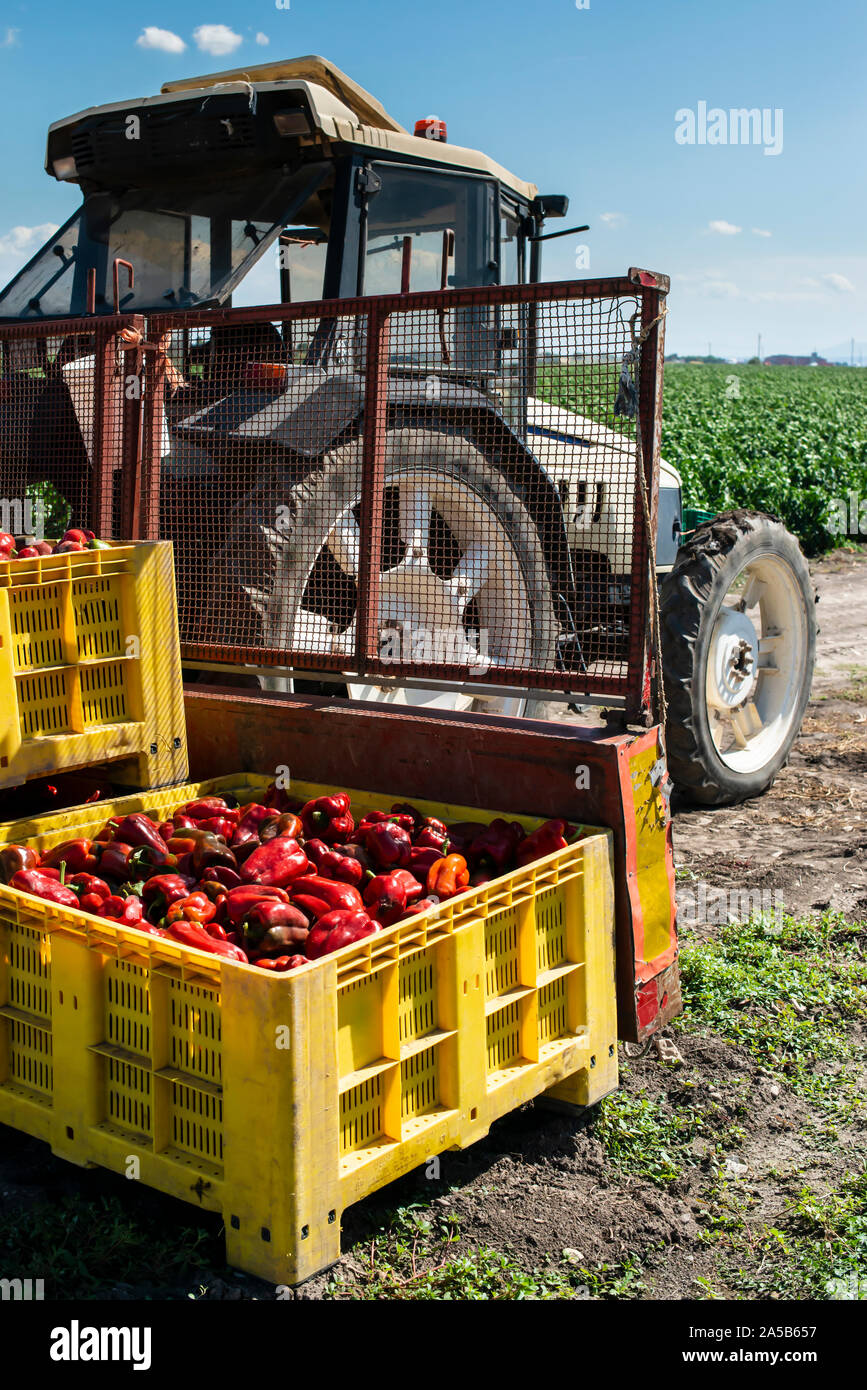 Mature big red peppers on tractor in a farm. Close-up peppers and ...