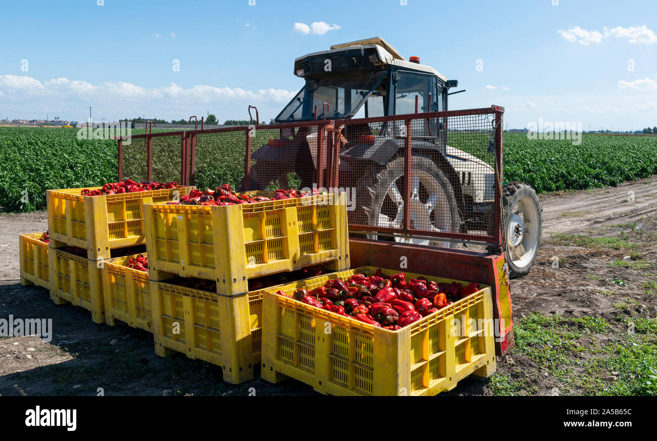 Mature big red peppers on tractor in a farm. Close-up peppers and ...