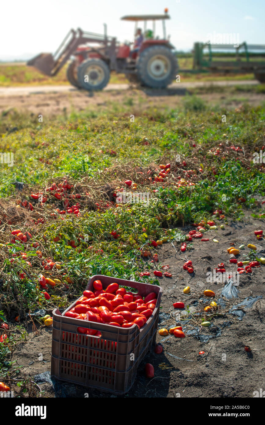 Farm tractor in tomato field hi-res stock photography and images - Alamy