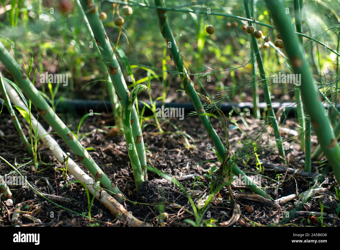 Asparagus plants in the nature. Close-up asparagus. Growing asparagus ...