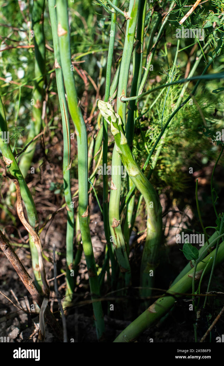 Asparagus plants in the nature. Close-up asparagus. Growing asparagus ...