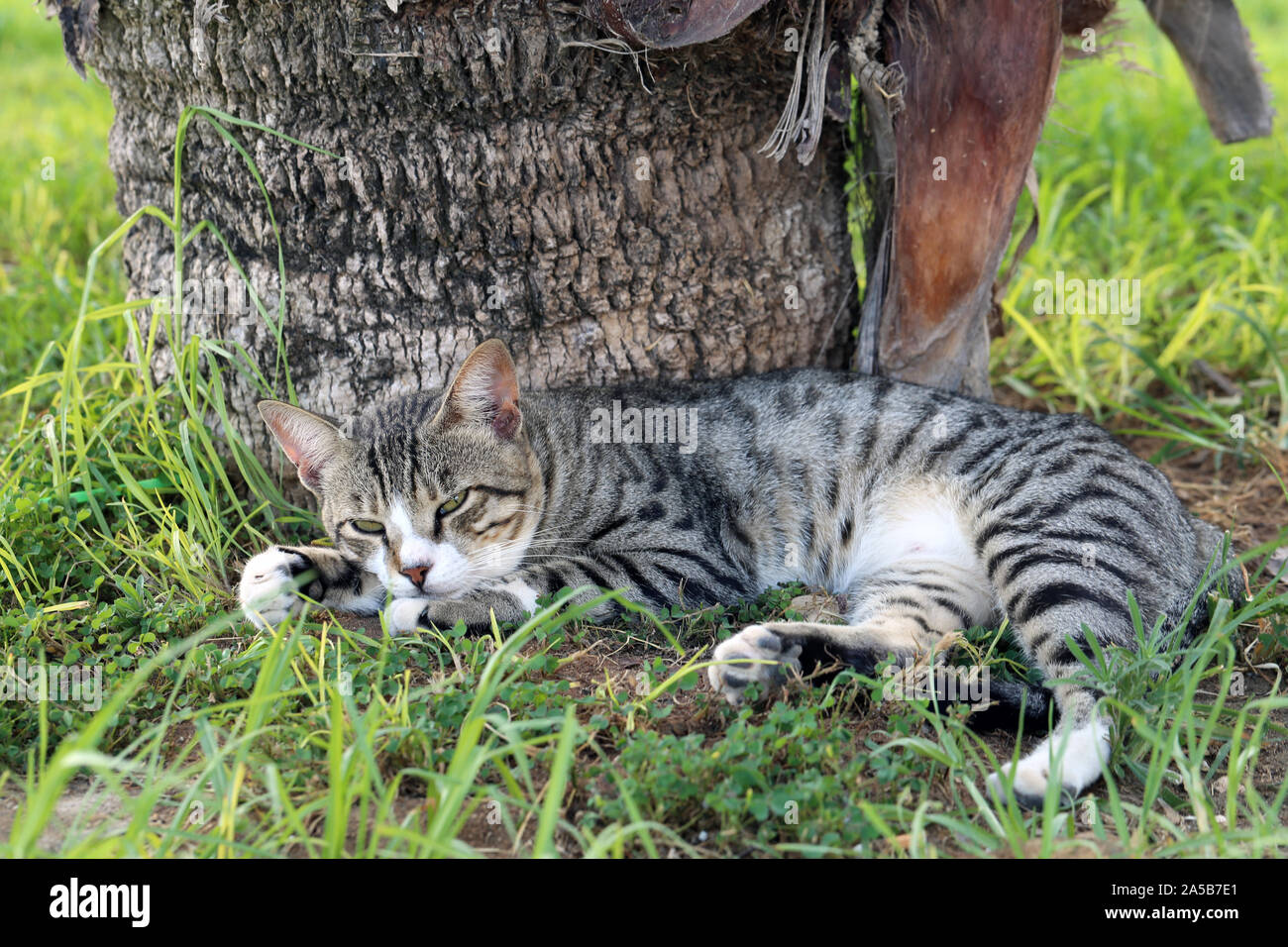Cute wild cat photographed in the island of Cyprus. Fluffy, furry ...
