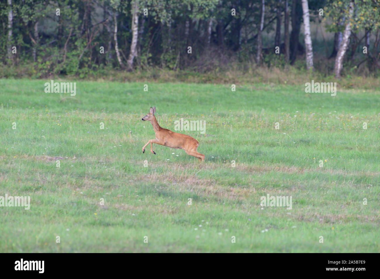 Male roe running on field hi-res stock photography and images - Alamy