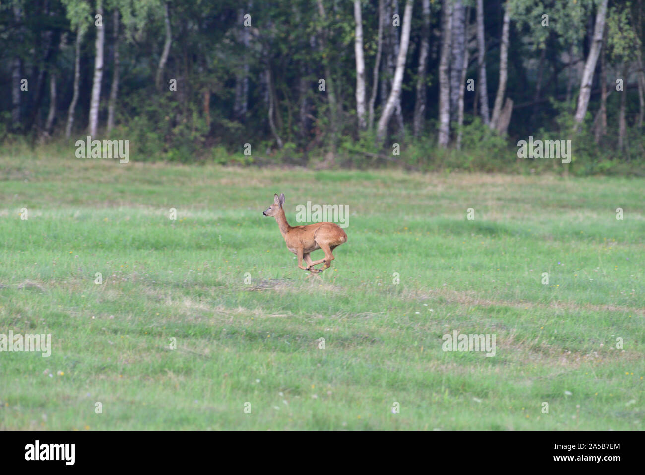 Roe running on the green meadow in rut season Stock Photo - Alamy