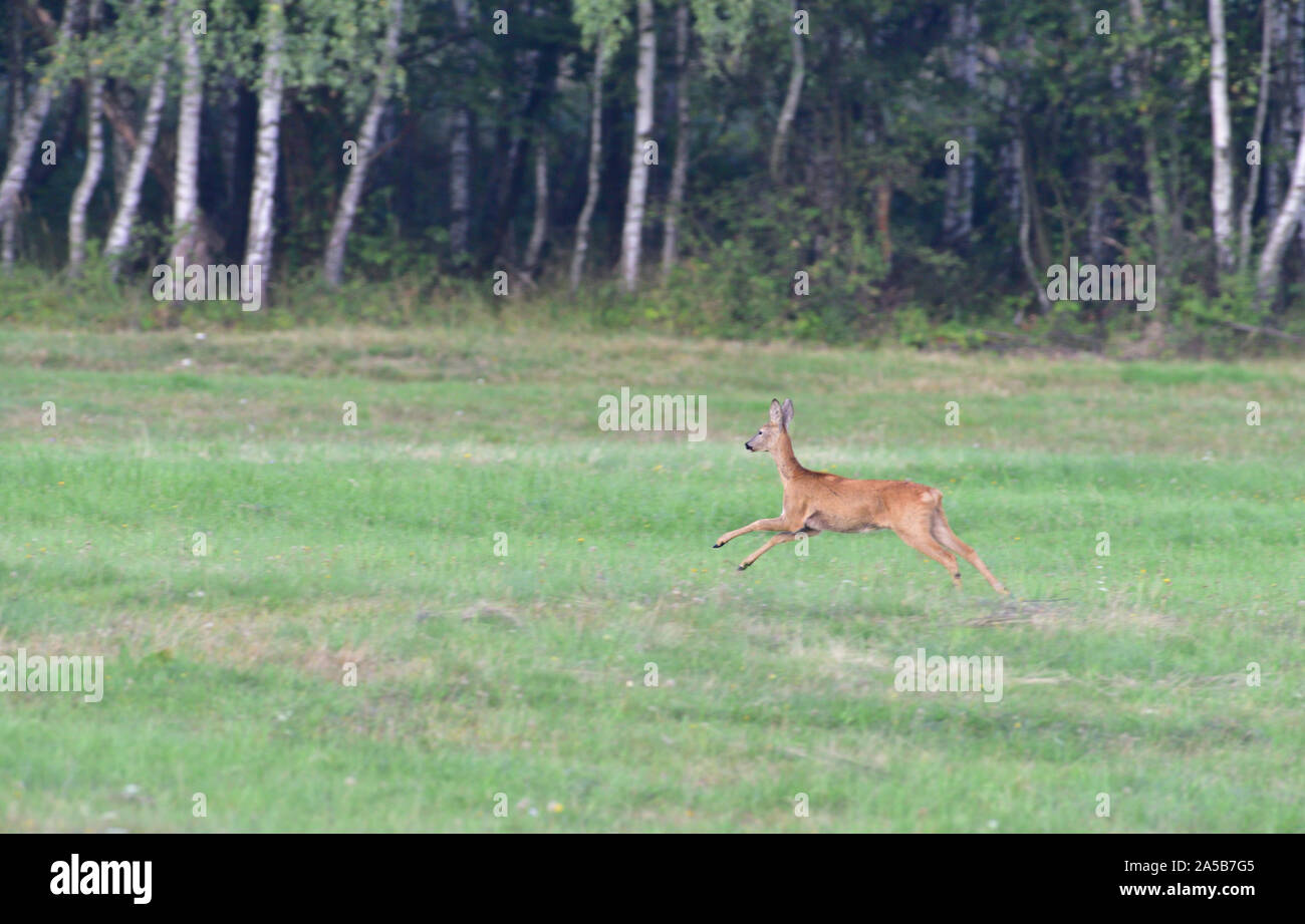 Male roe running on field hi-res stock photography and images - Alamy