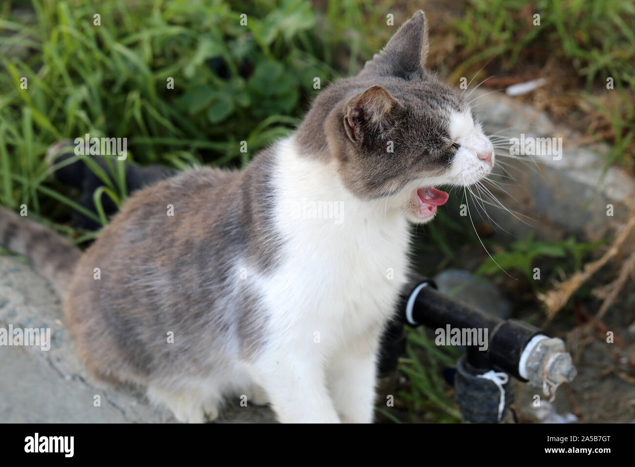 Cute wild cat photographed in the island of Cyprus. Fluffy, furry ...