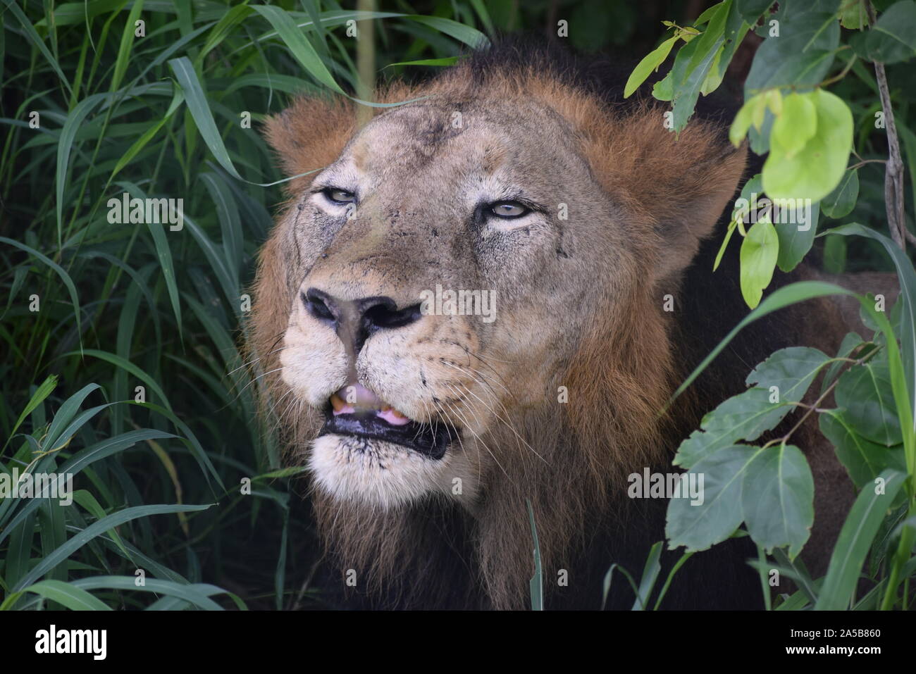 Lion of jungle hi-res stock photography and images - Alamy