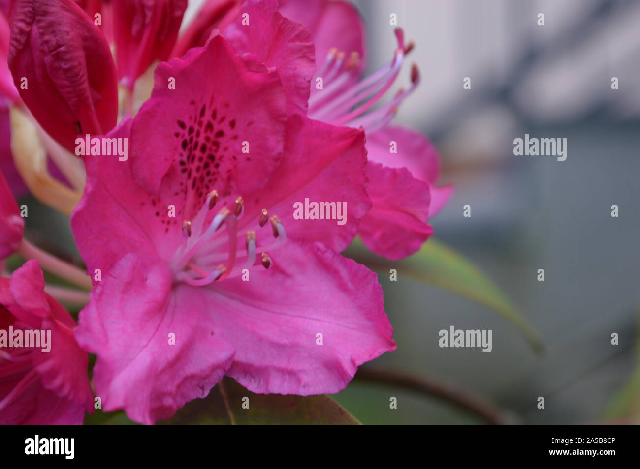 Azalea queen hi-res stock photography and images - Alamy
