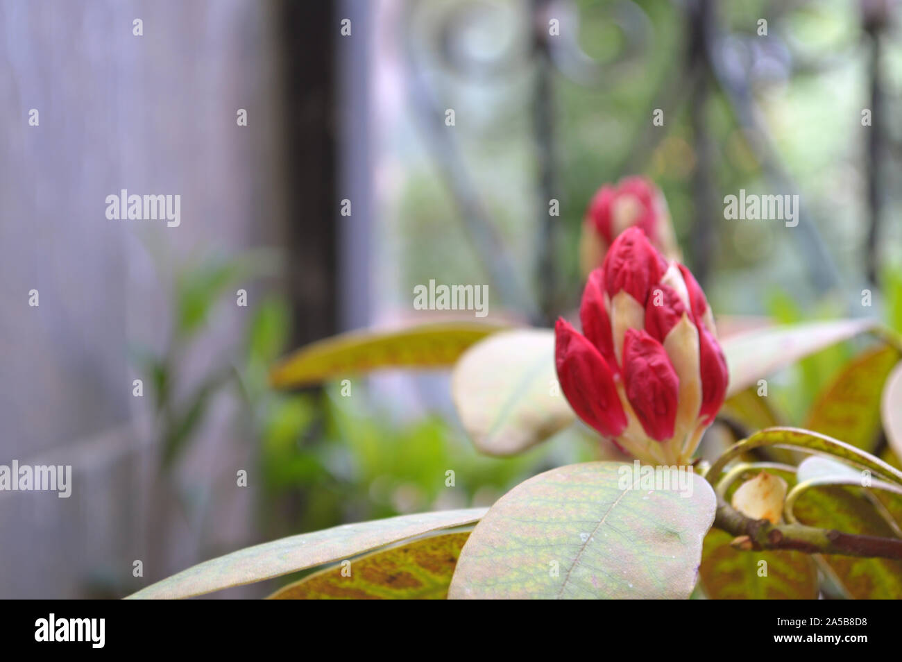 pink azalea bud Stock Photo - Alamy