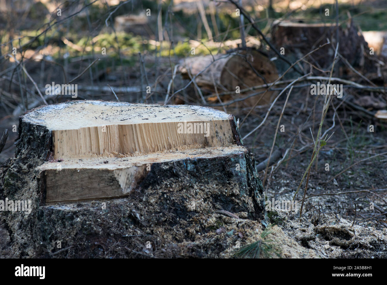 Stump of a freshly cut tree in the forest. environmental problem ...