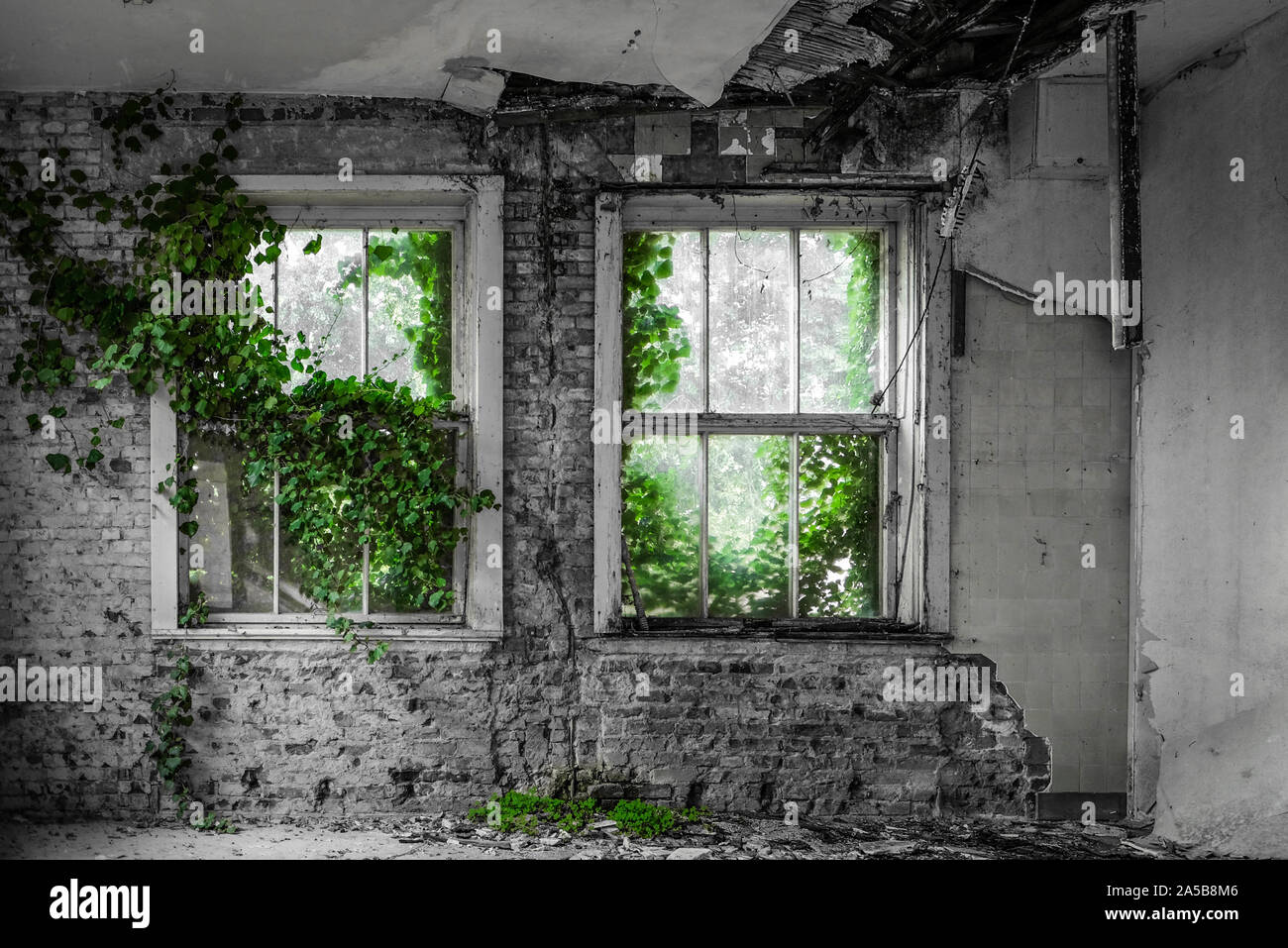 Old derelict building with falling ceiling, missing plaster and ivy ...