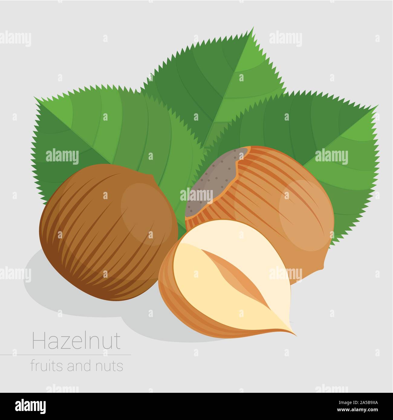 hazelnut vector icon Stock Vector Image & Art - Alamy