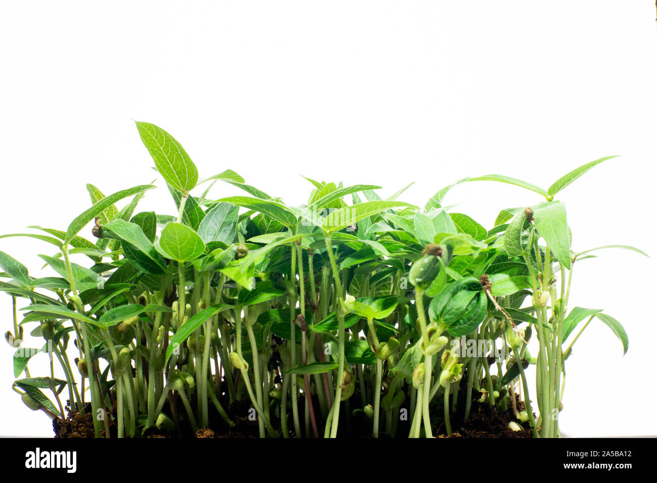 Legume shoots. Mung beans sprouting Stock Photo - Alamy