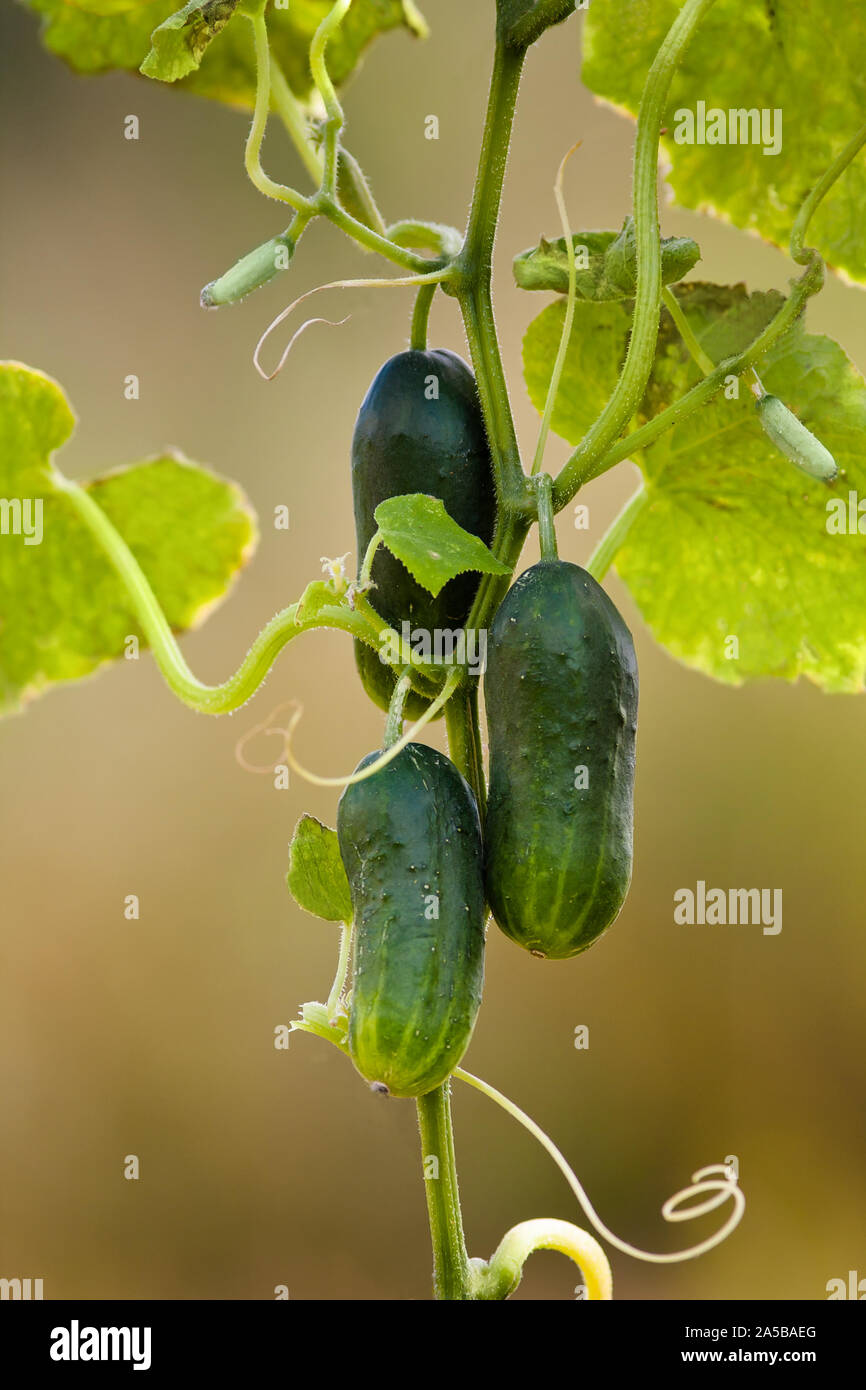 Vegetable garden close up hi-res stock photography and images - Alamy