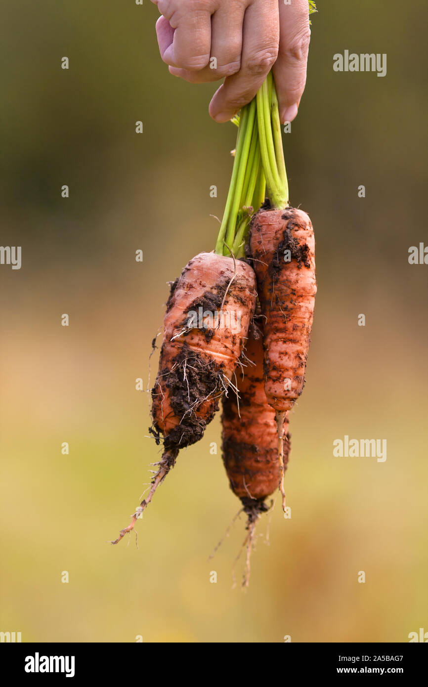 Hand holding carrots hi-res stock photography and images - Alamy