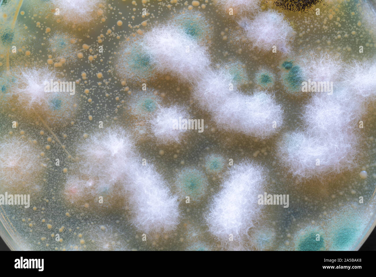 Colonies of fungi and bacteria on agar in a petri dish Stock Photo - Alamy