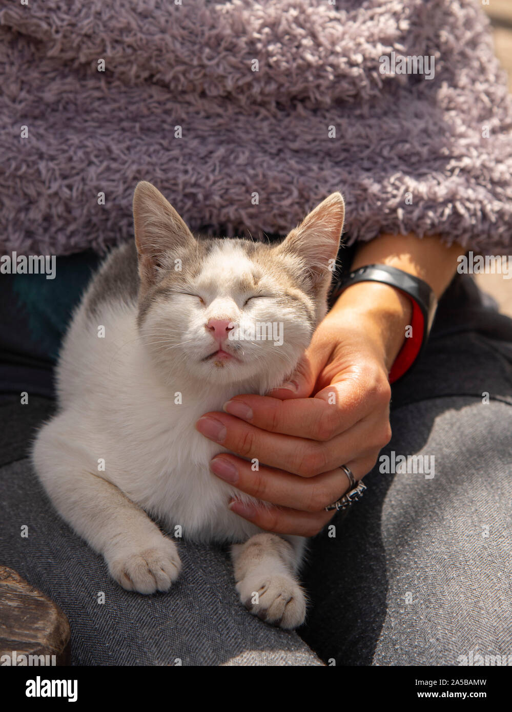 Purr hi-res stock photography and images - Alamy