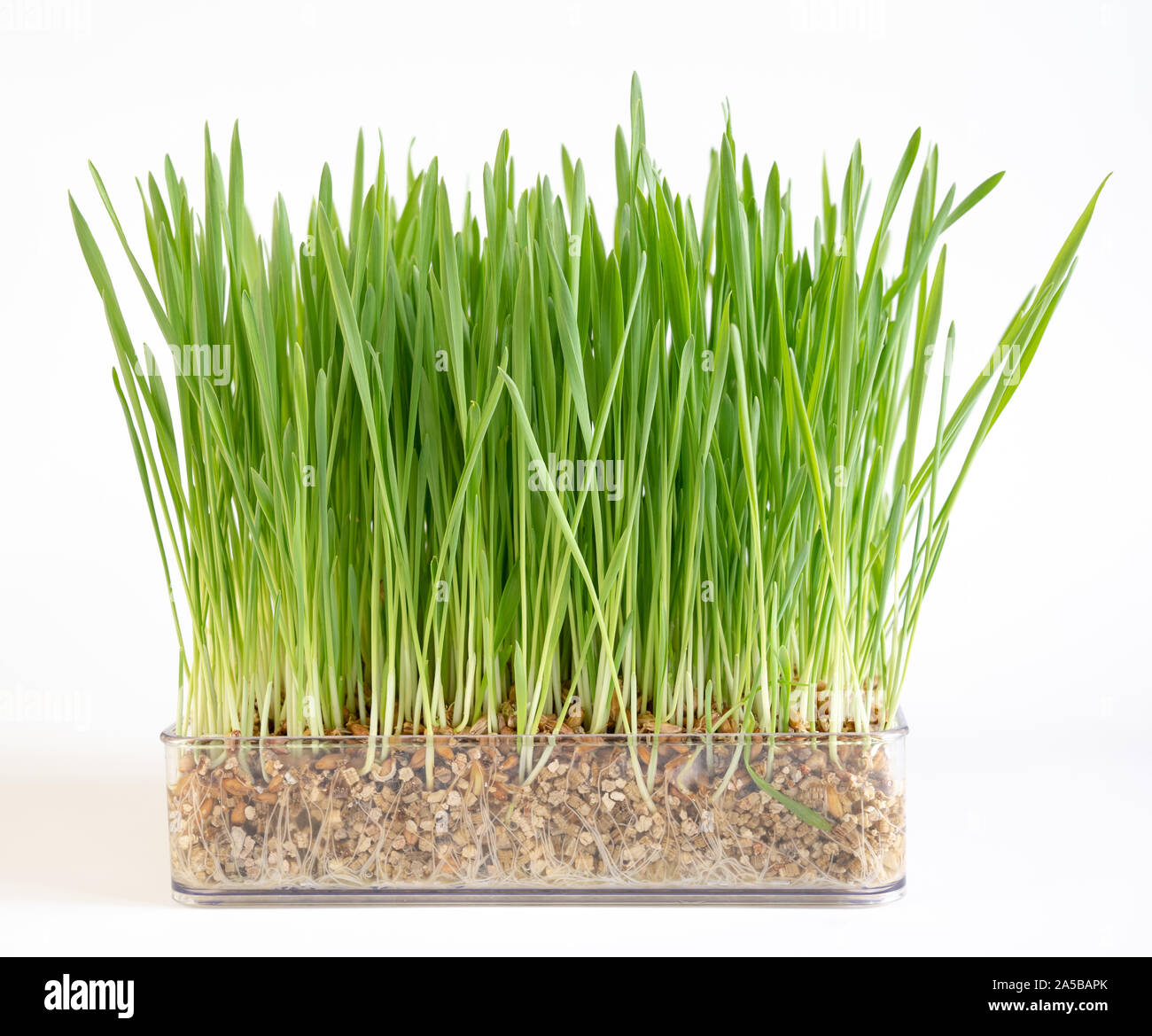 Wheat Plant Roots High Resolution Stock Photography and Images - Alamy