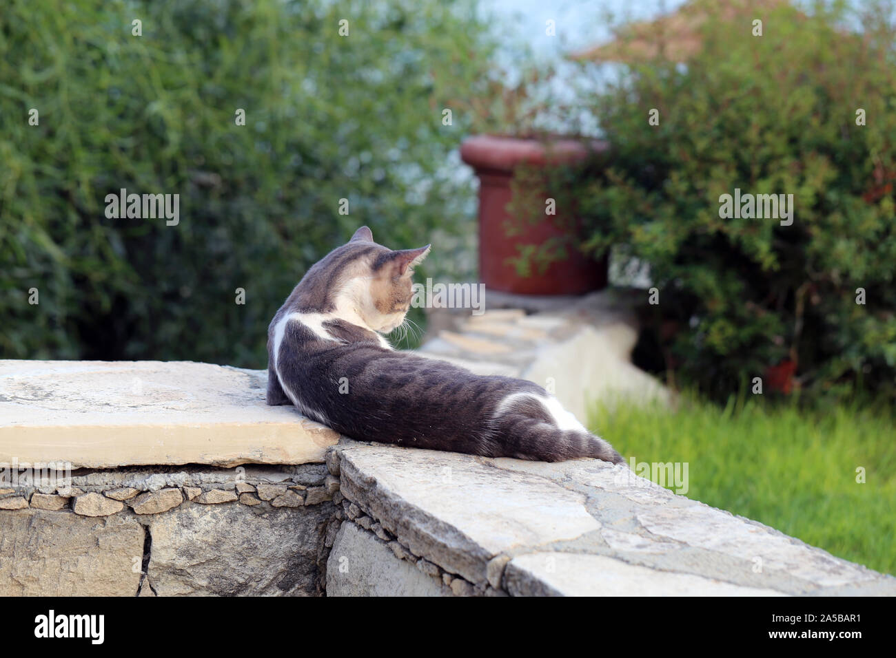 Cute wild cat photographed in the island of Cyprus. Fluffy, furry ...