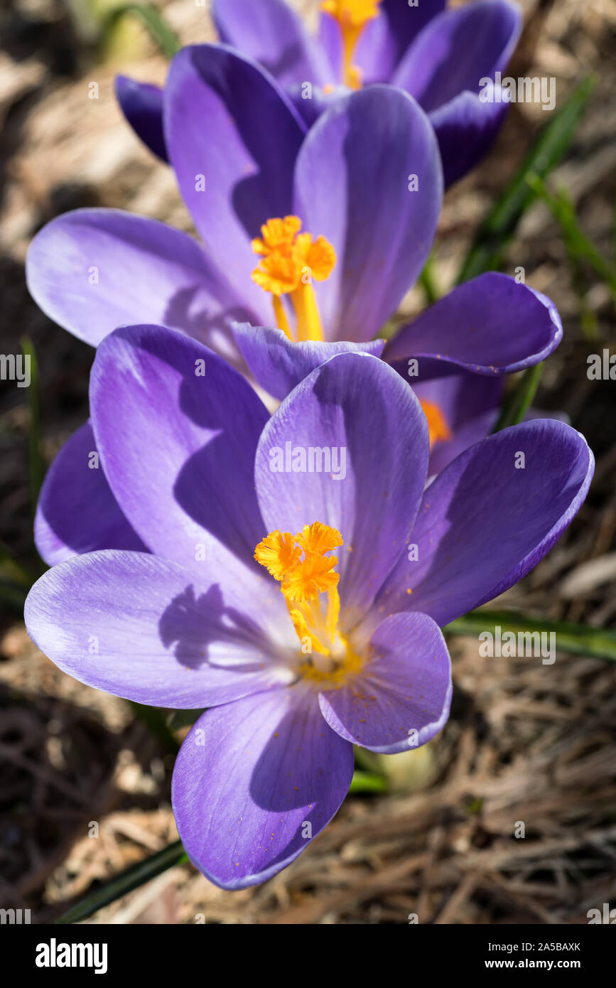 Crocus flowers in spring time at Helvetinjärvi National Park, Ruovesi ...