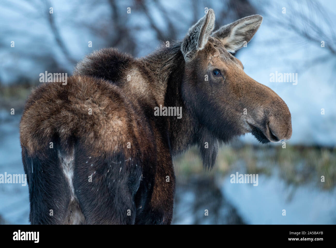 A female moose cow forages in snow during early spring at Grand Teton ...