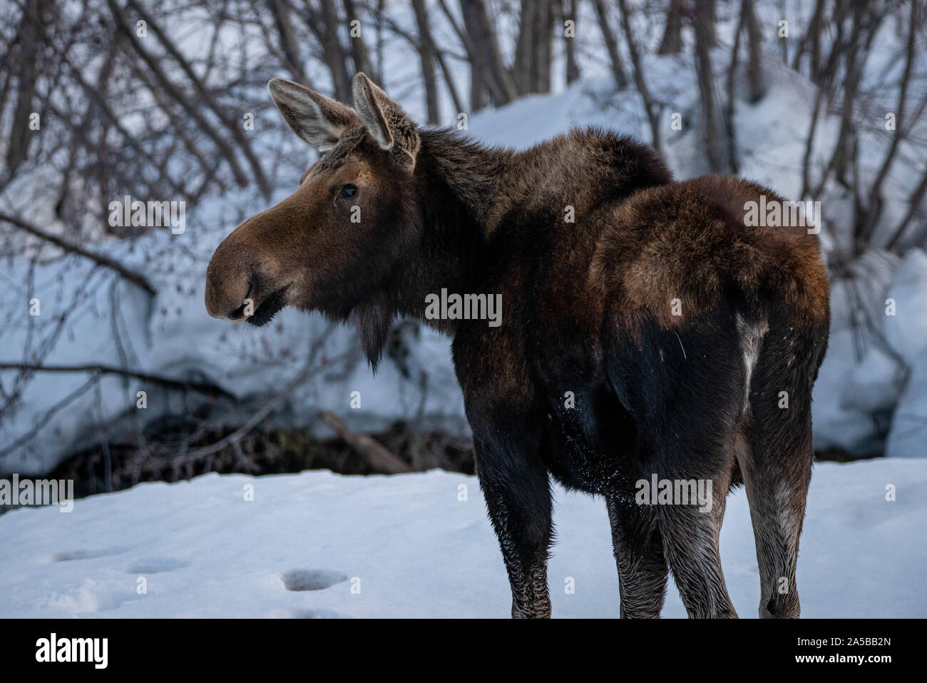 A female moose cow forages in snow during early spring at Grand Teton ...
