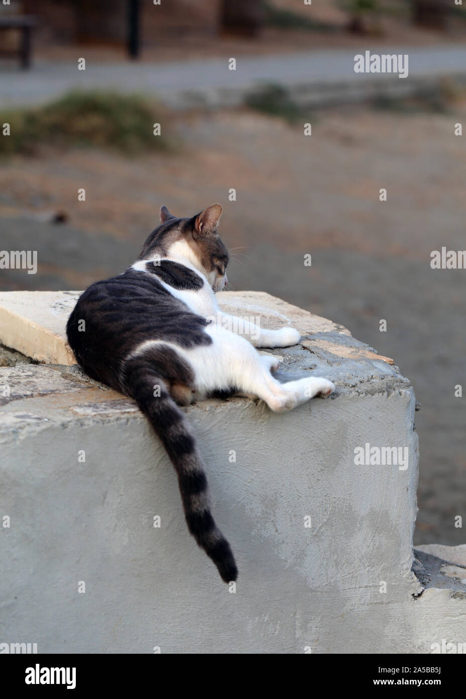 Cute wild cat photographed in the island of Cyprus. Fluffy, furry ...