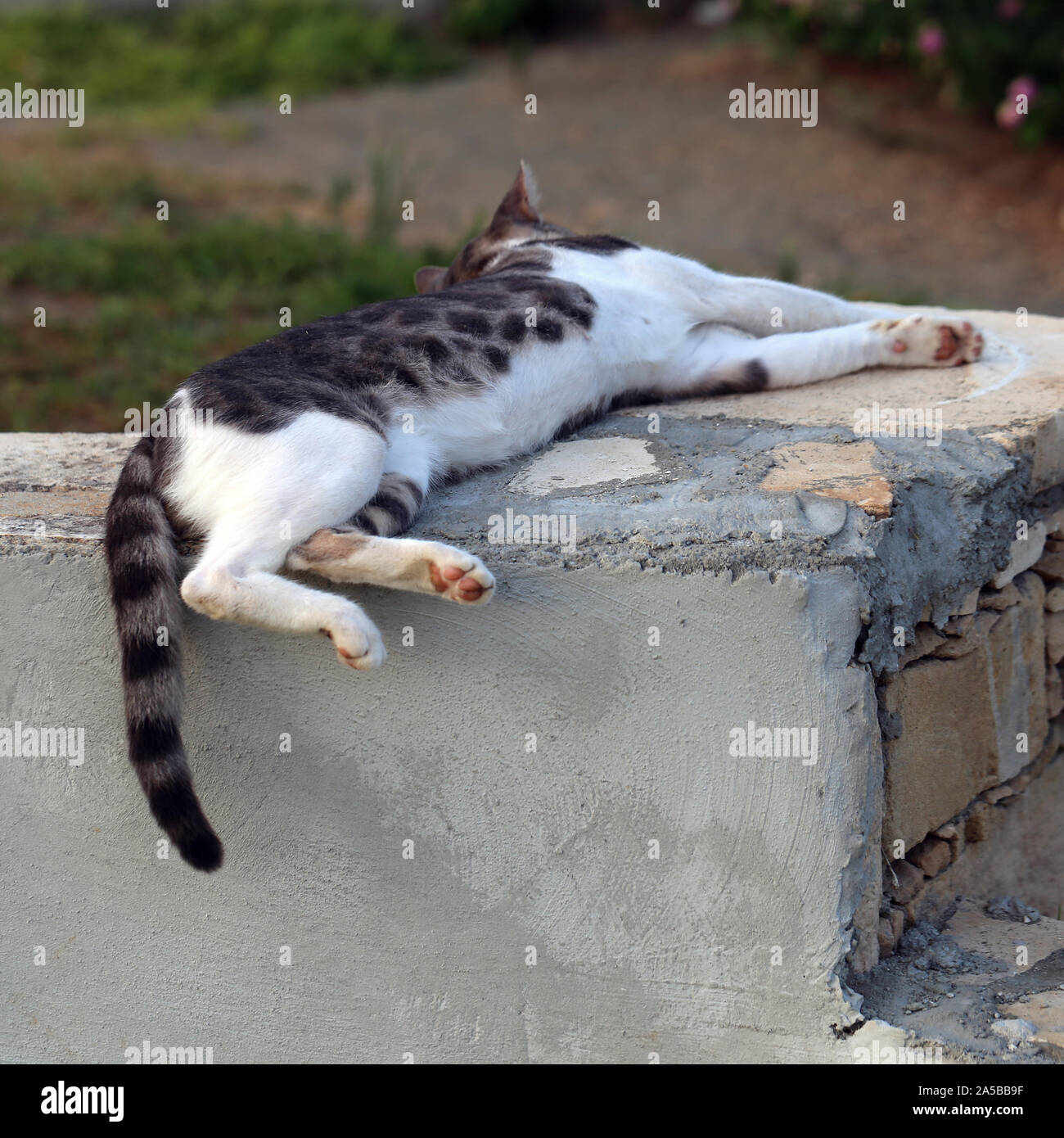 Cute wild cat photographed in the island of Cyprus. Fluffy, furry ...
