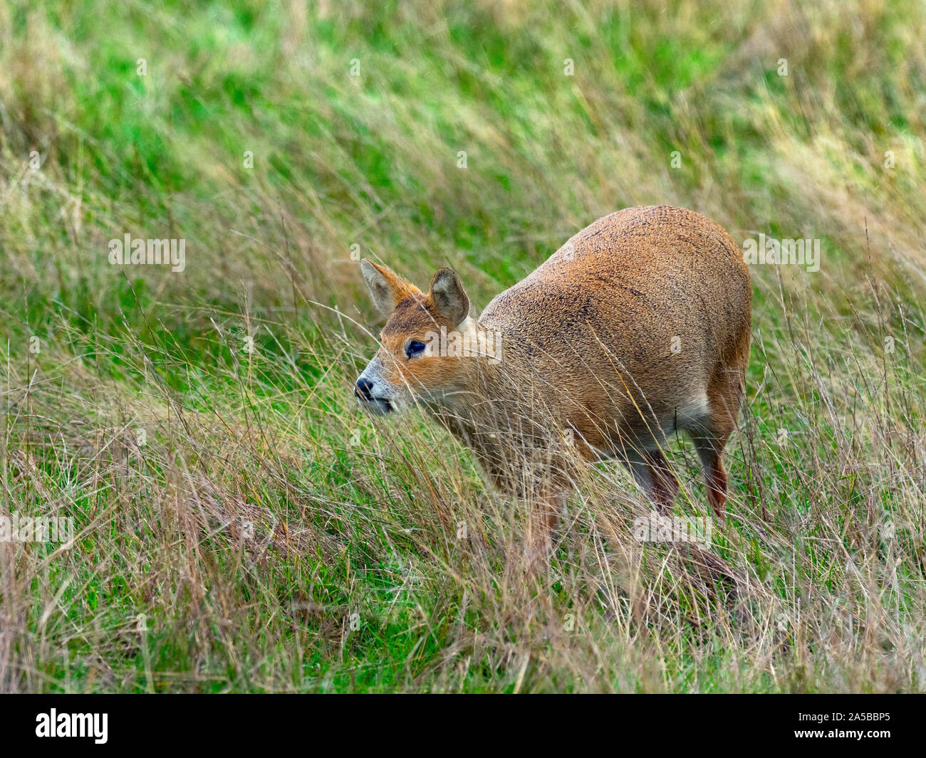 Chinese Water Deer Hydropotes inermis grazing in meadow North Norfolk ...
