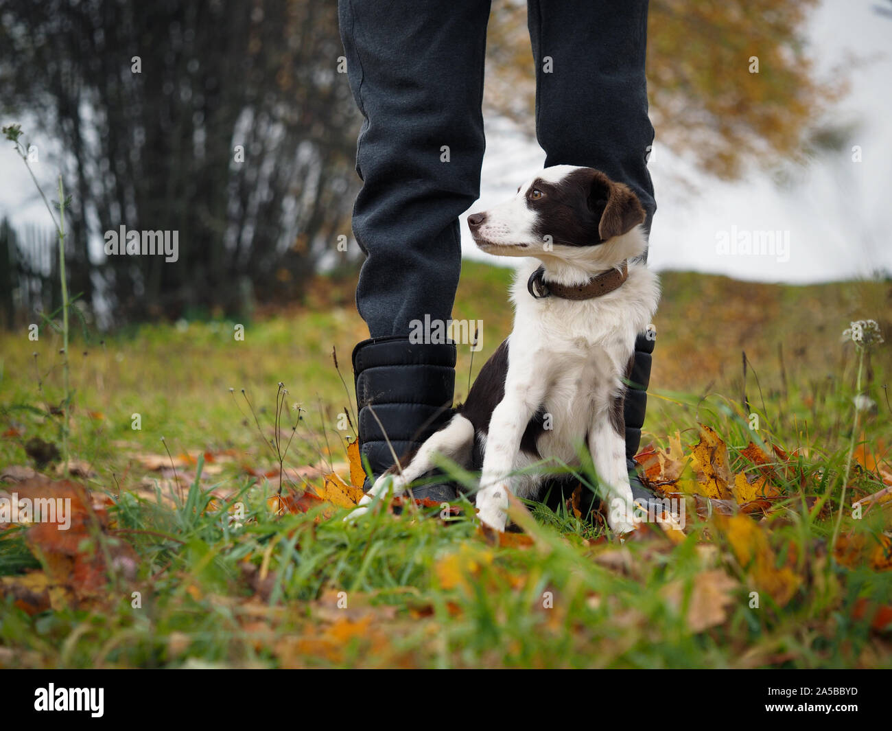 Human legs hunting dog hi-res stock photography and images - Alamy