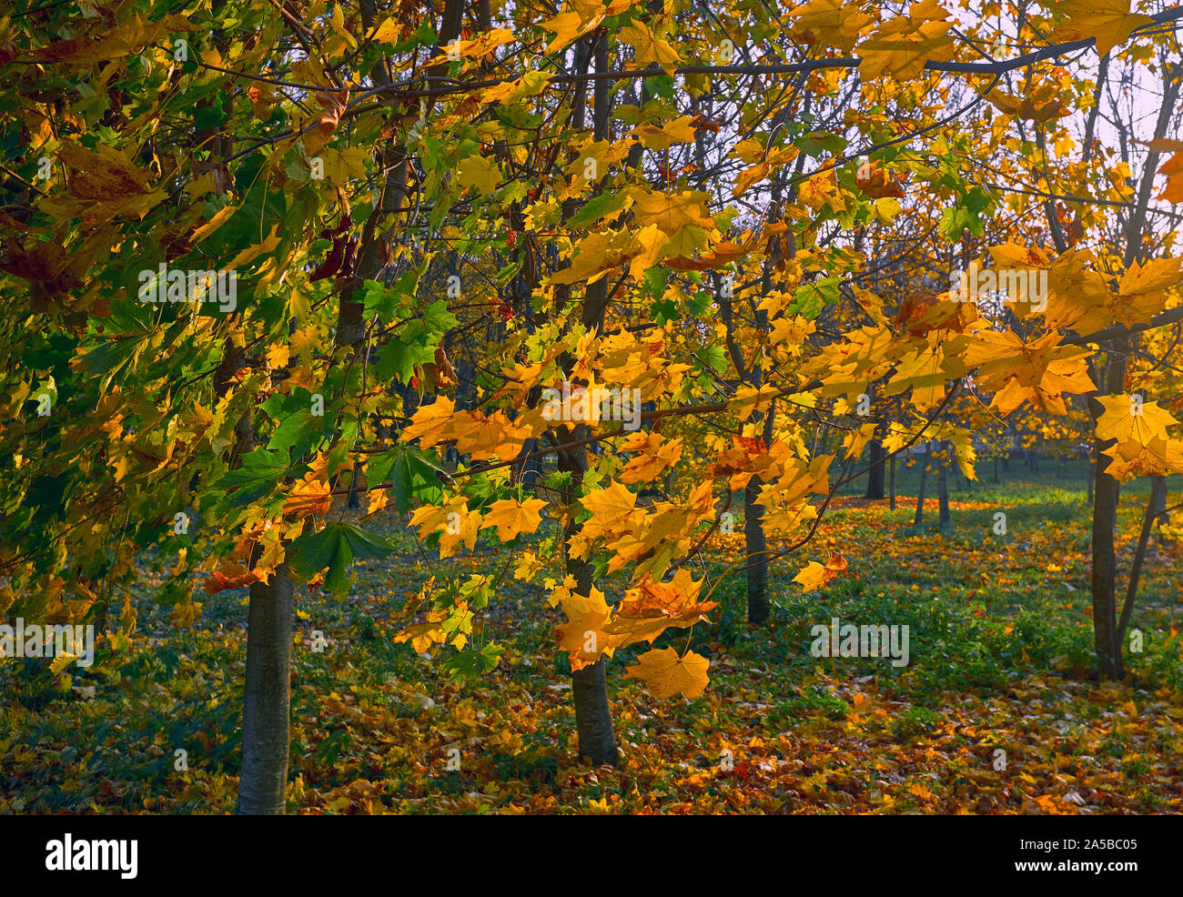 Maple tree flower hi-res stock photography and images - Alamy