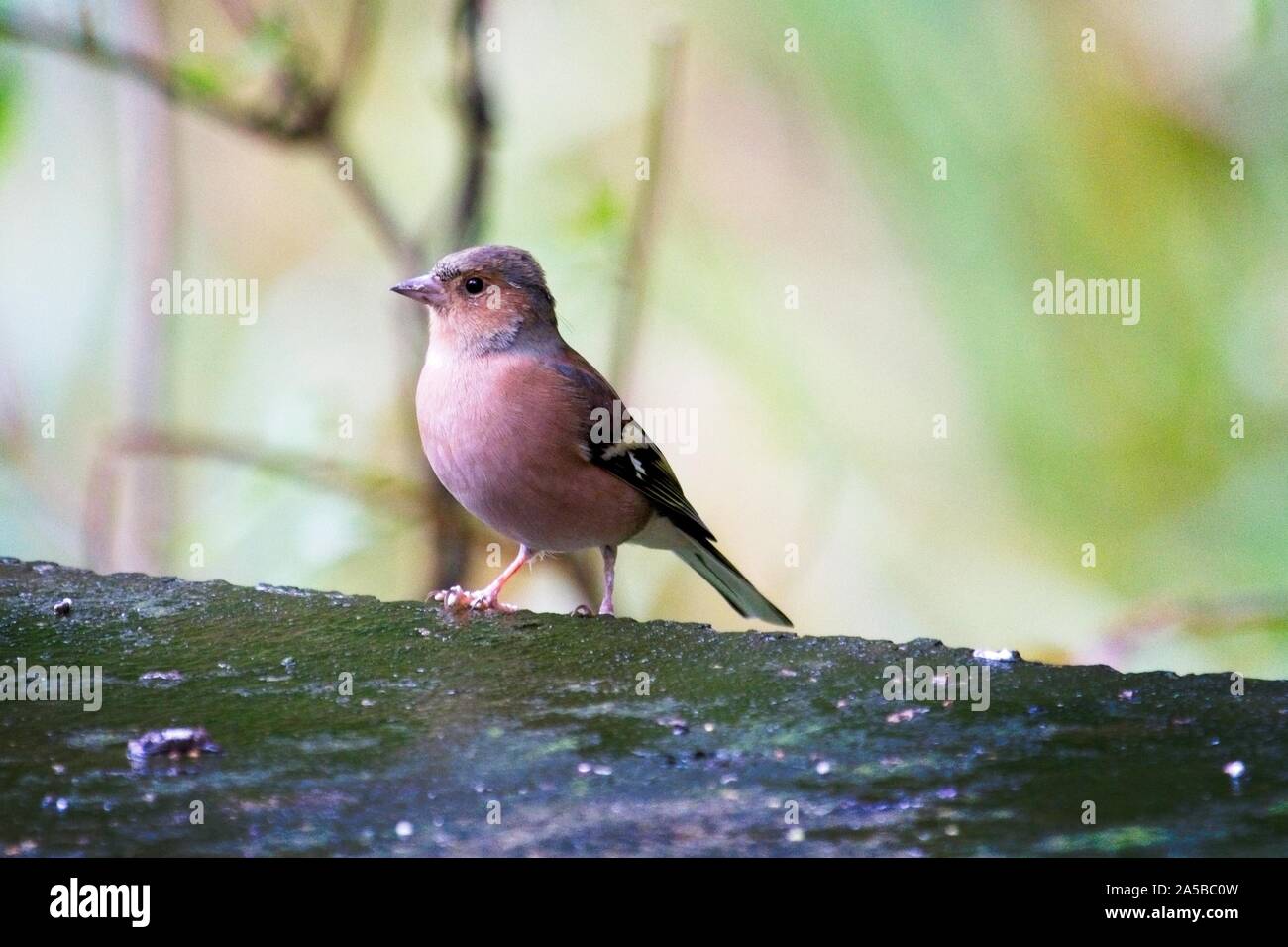Young chaffinch hi-res stock photography and images - Alamy