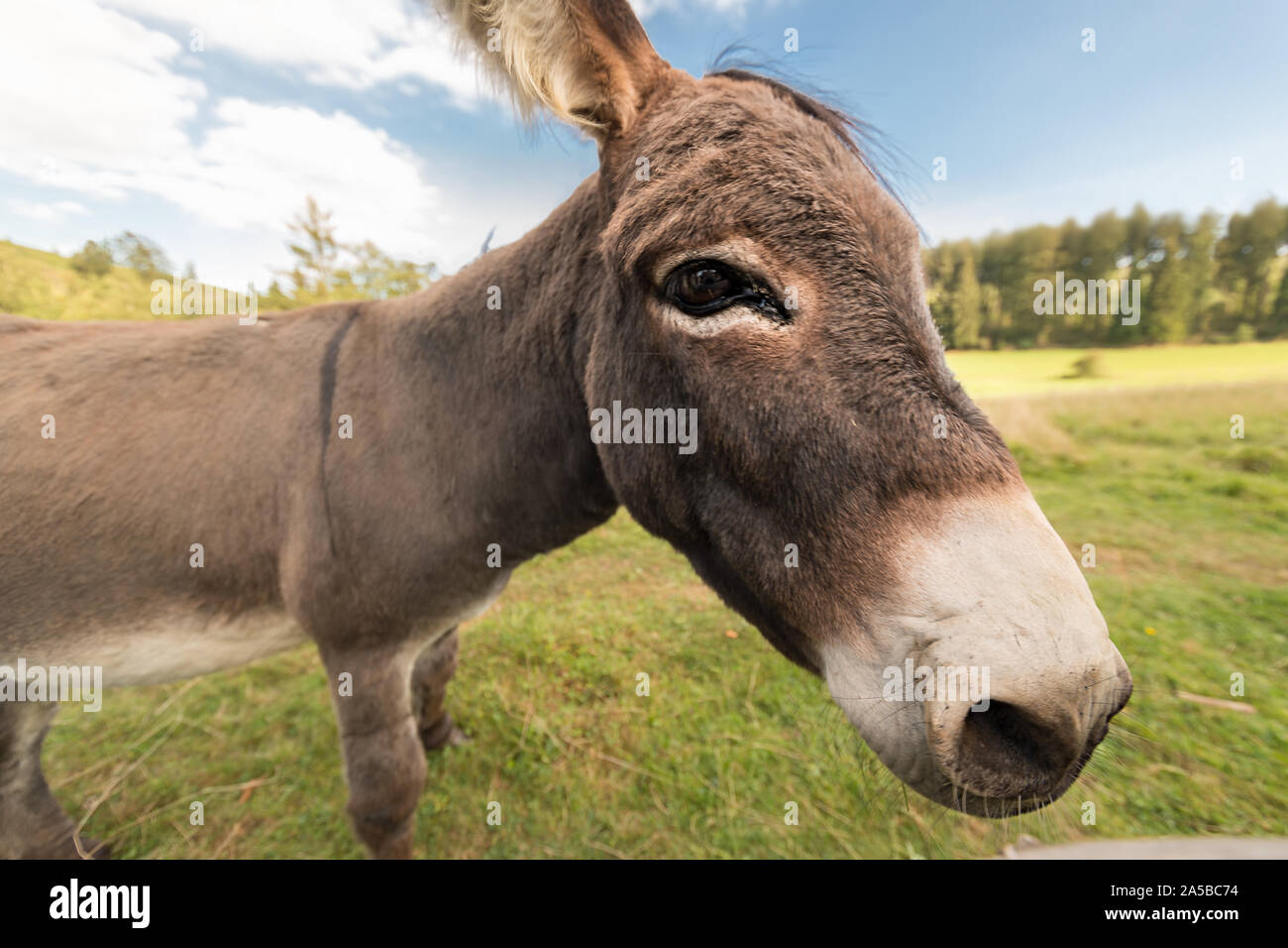 A donkey stands on the meadow in natural landscape. Wide angle photo ...