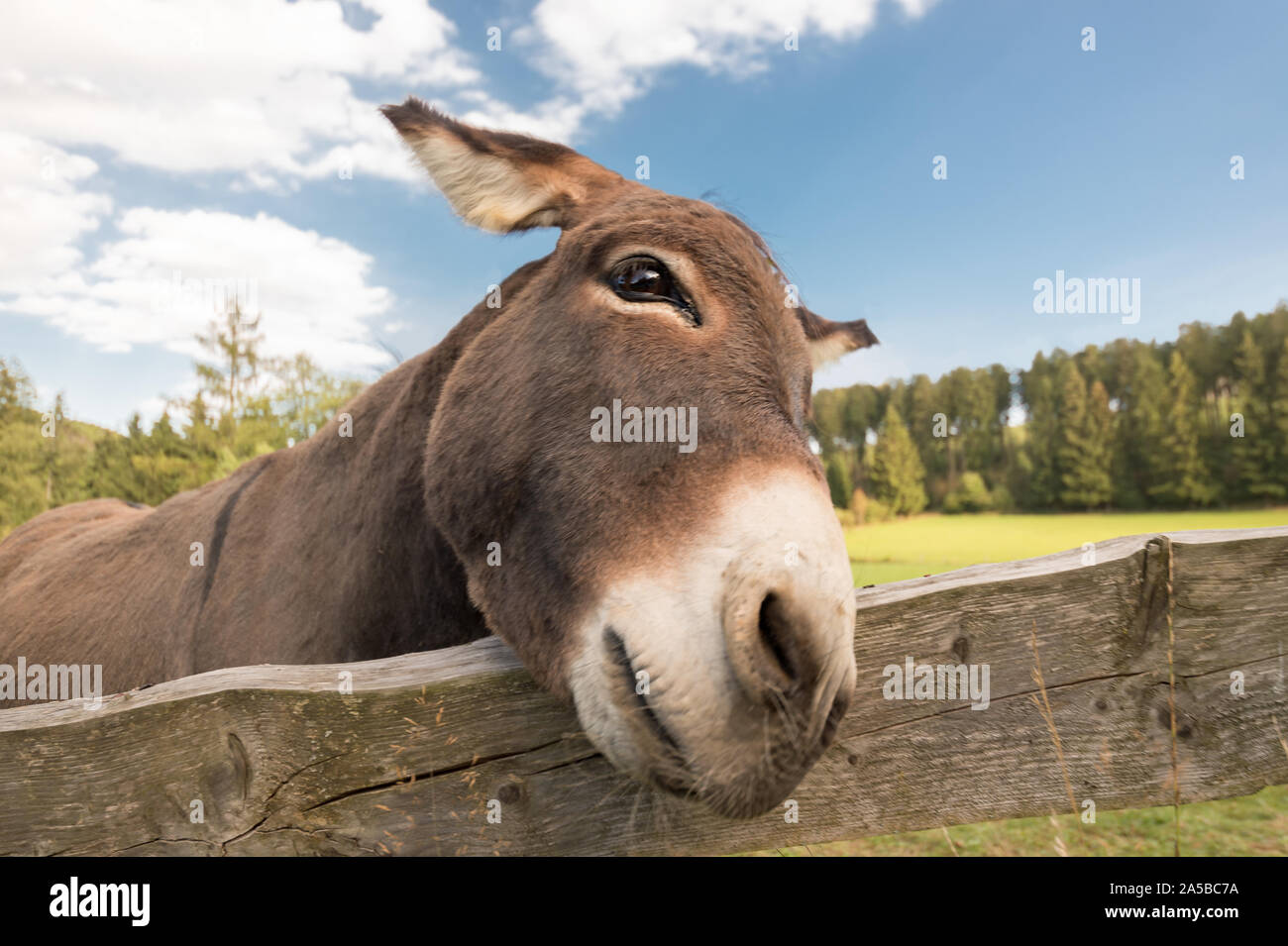 Donkey stands hi-res stock photography and images - Alamy
