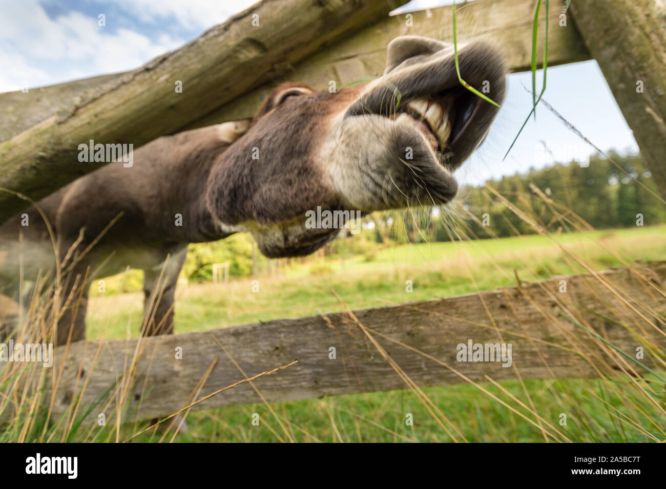 Donkey teeth hi-res stock photography and images - Alamy