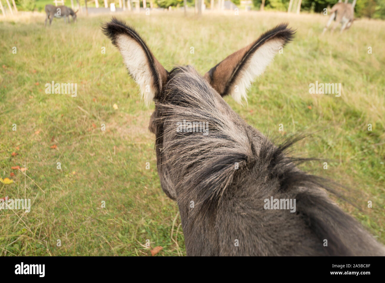 A donkey head and neck from behind. The donkey looks at 2 more donkeys ...