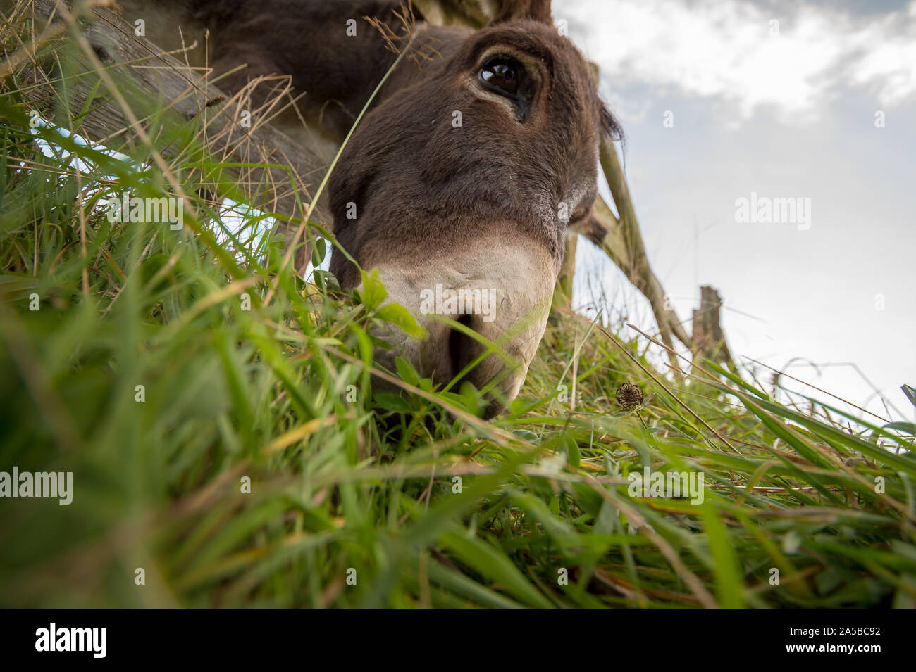 Donkeys head hi-res stock photography and images - Alamy