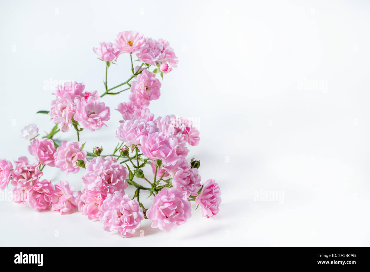 Beautiful bud pink tea rose hi-res stock photography and images - Alamy