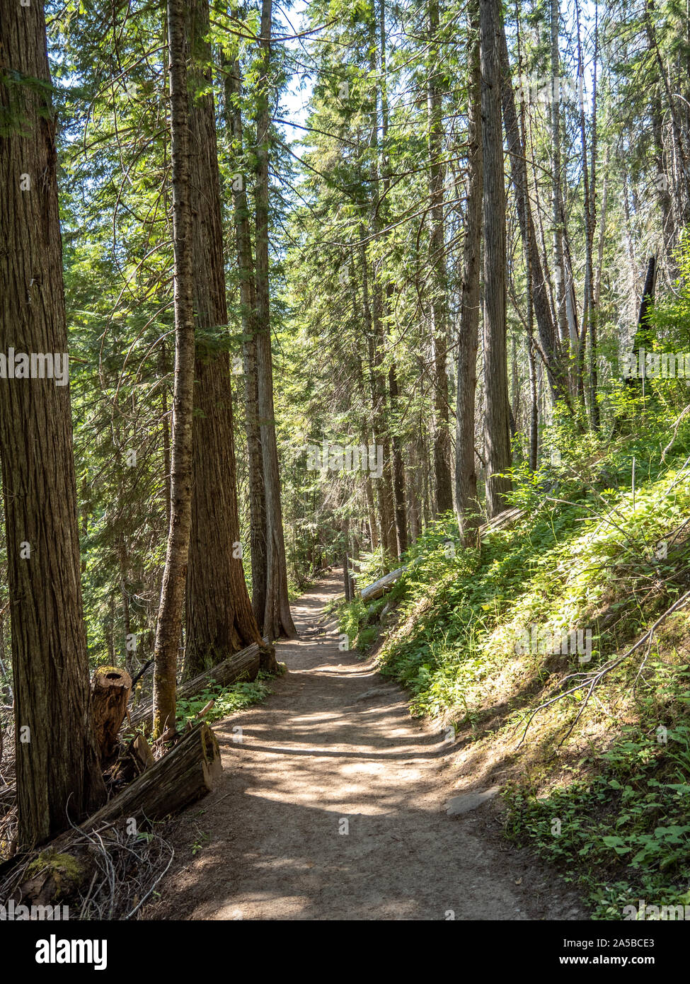 Path through woods with sun shining through trees Stock Photo - Alamy
