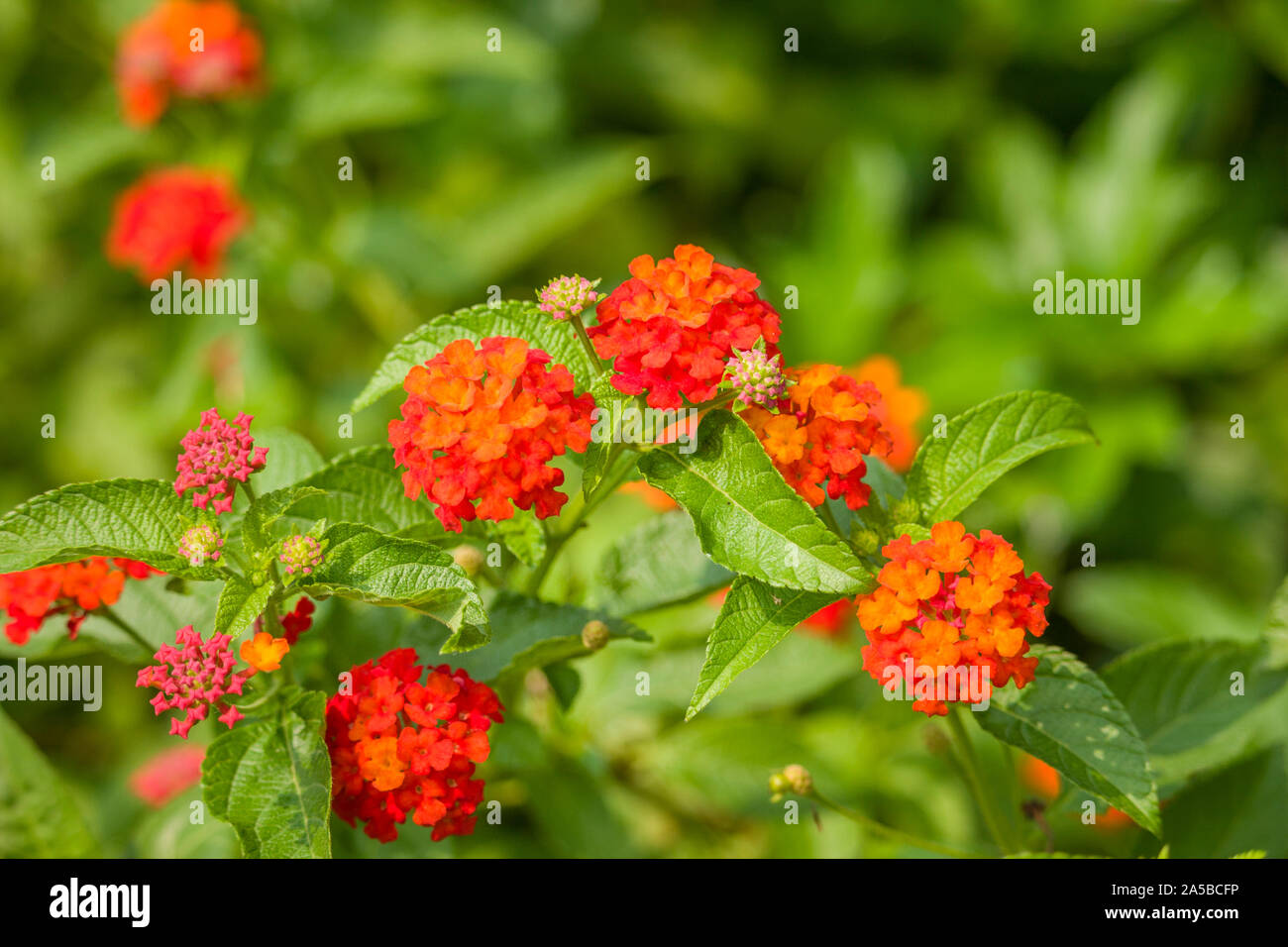 Lantana Camara Flowers in the Garden Stock Photo - Alamy
