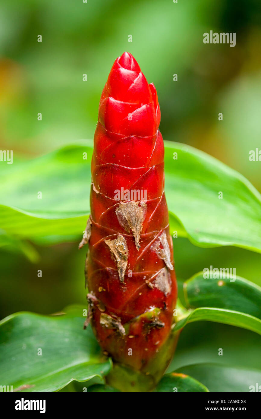 Zingiber flower hi-res stock photography and images - Alamy