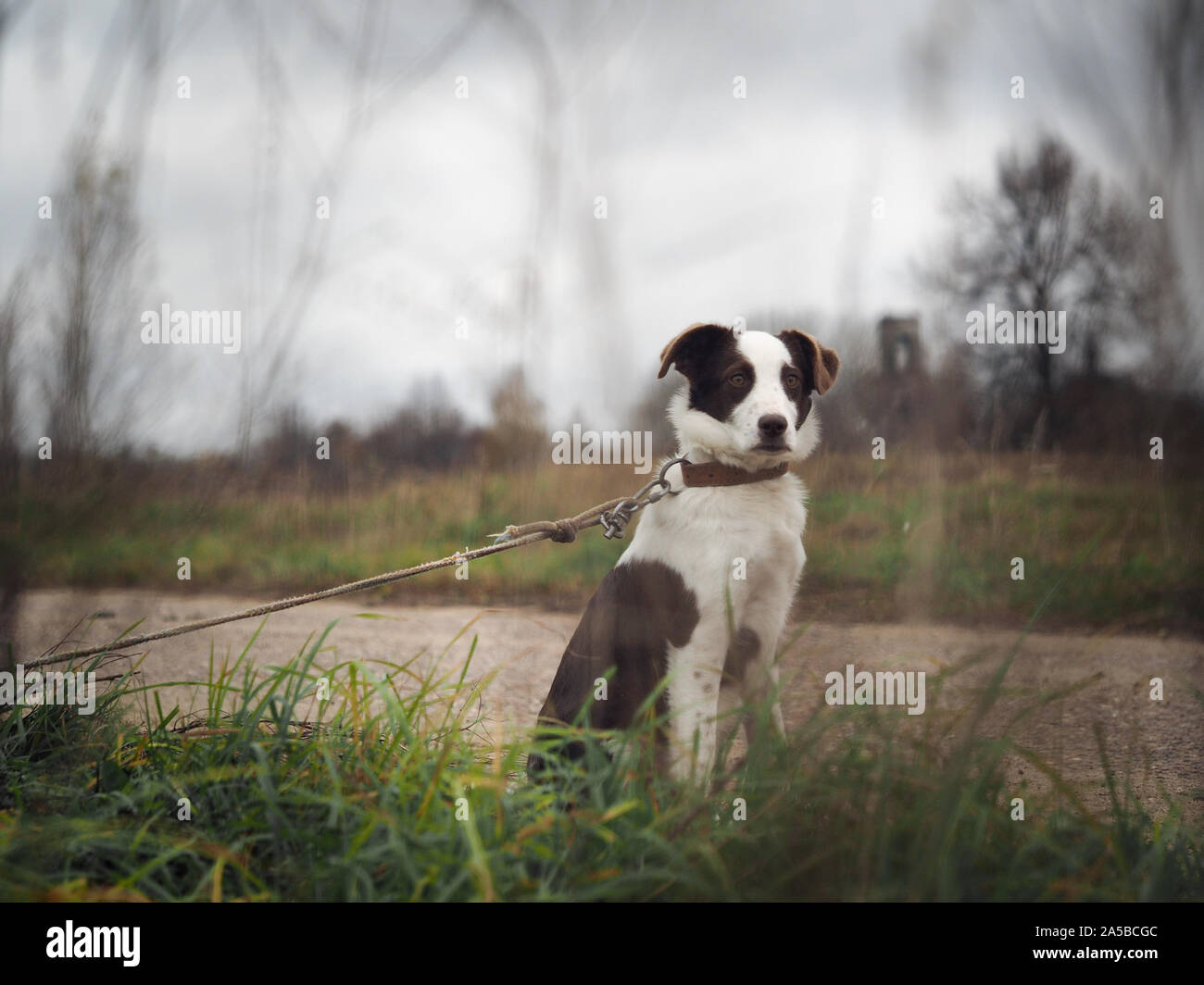 Sad puppy on a leash. Roadside field Stock Photo - Alamy