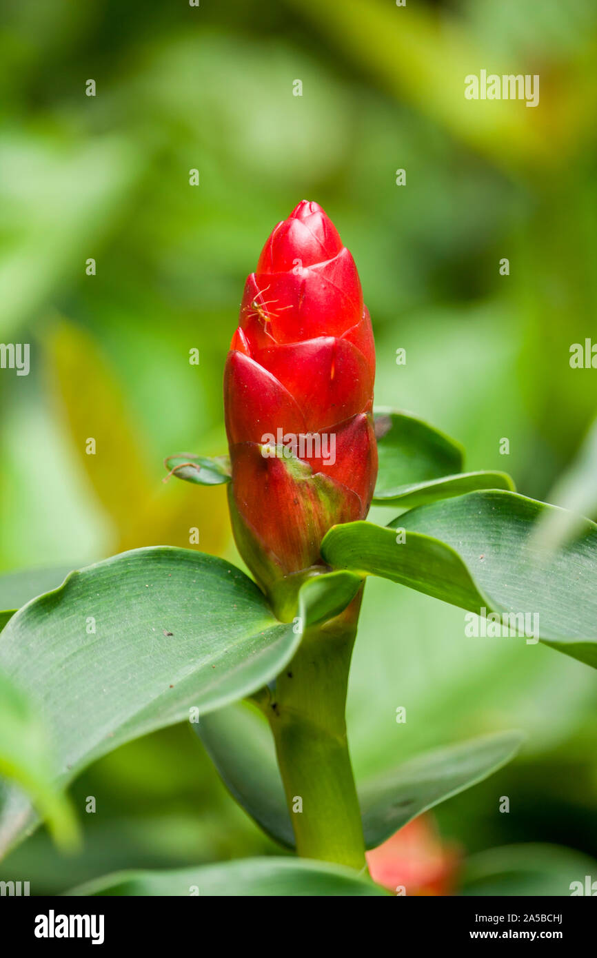 Zingiber flower hi-res stock photography and images - Alamy