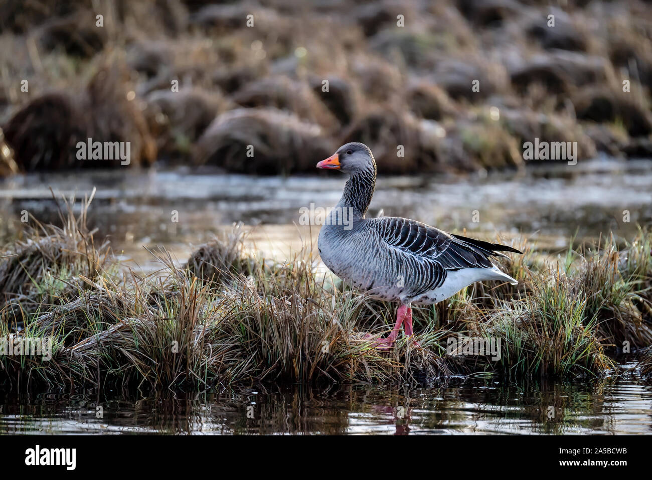 Migration goose hi-res stock photography and images - Alamy